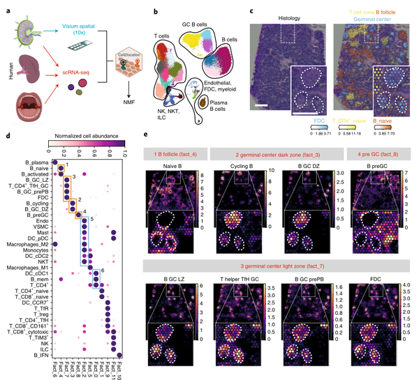 Nat Biotechnol | Cell2location : 贝叶斯算法联合分层分析绘制精细空间转录组图谱 - 知乎