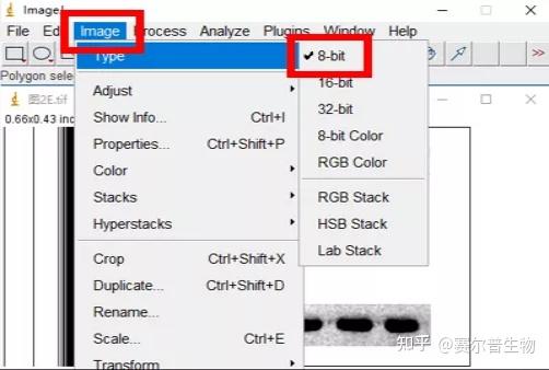 ImageJ定量分析 WB 灰度值（详解版） - 知乎
