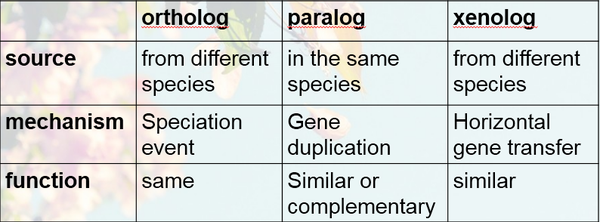 直系同源(Orthologs)和旁系同源(Paralogs) - 知乎