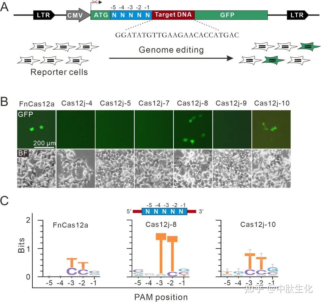 Science子刊：王永明/兰峰团队开发出高特异性CRISPR-Cas12j工具 - 知乎