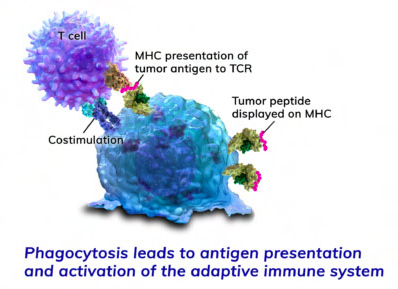 方兴未艾 - 免疫疗法新靶点CD47浅析 - 知乎
