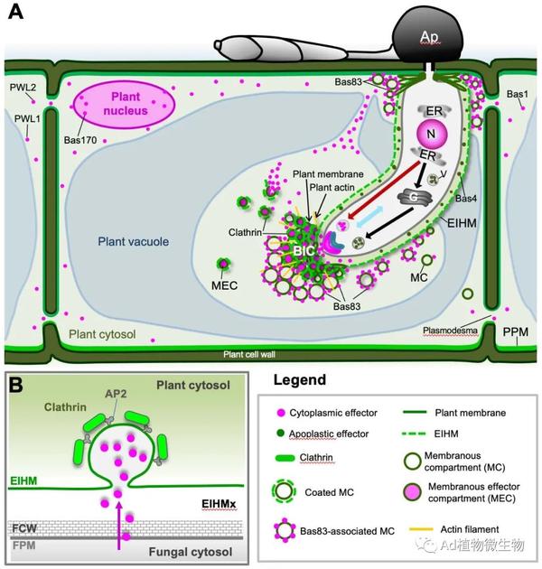 Plant Cell | 研究揭示稻瘟病菌效应蛋白进入水稻细胞的机制！ - 知乎