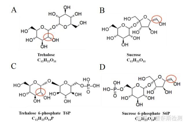 海藻-6-磷酸（T6P）和蔗糖-6-磷酸（S6P） - 知乎
