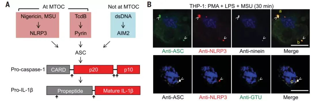 Science | HDAC6介导的特异性炎症小体激活新机制 - 知乎