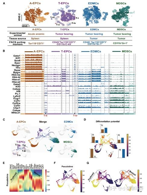 Cancer cell重磅剧作：红系-髓系细胞（EDMC）是如何一步一步突破人体免疫防线？最终削弱癌症免疫治疗！！！ - 知乎