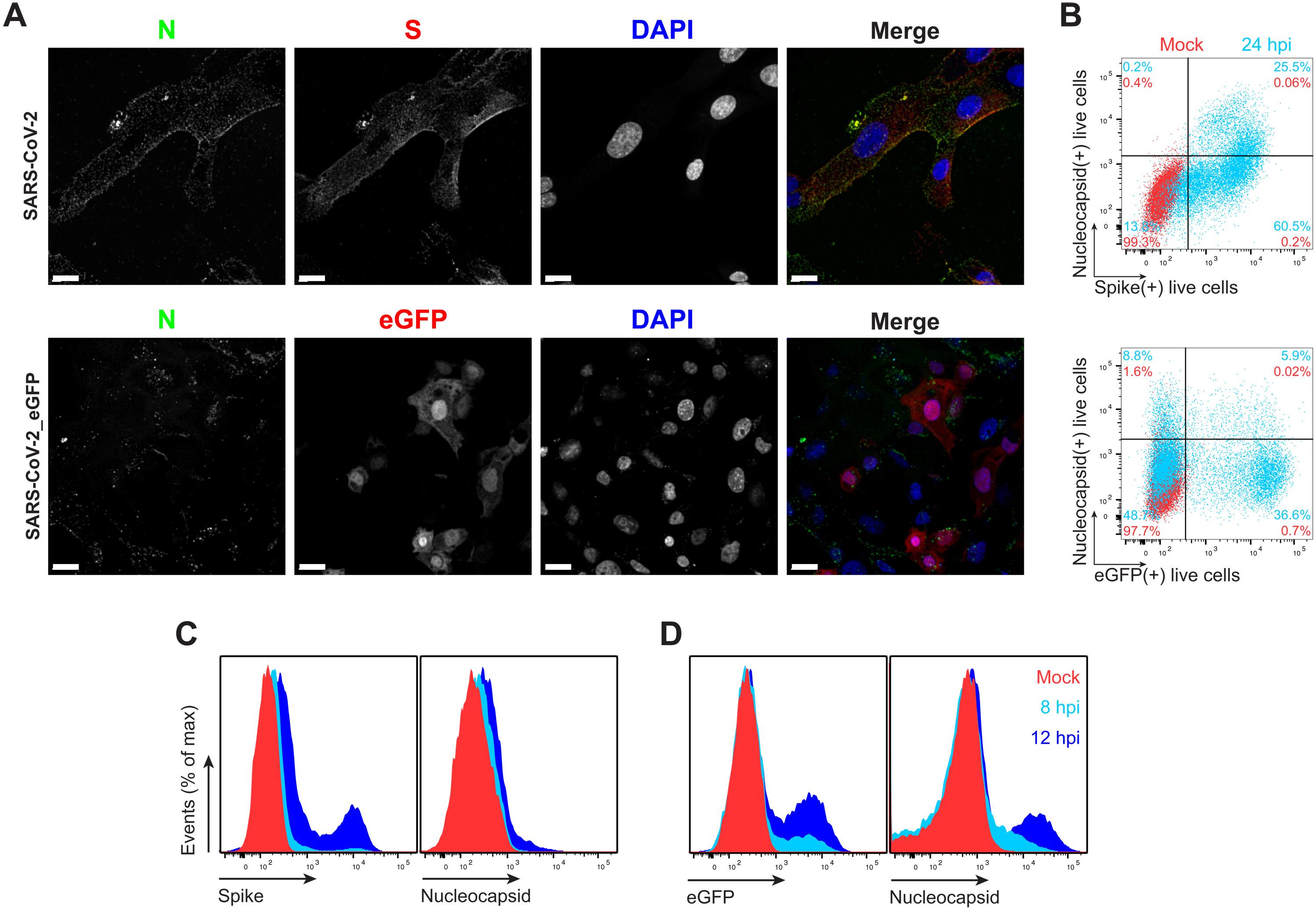 Science Advances|细胞表面SARS-CoV-2核衣壳蛋白调节先天性和适应性免疫 - 知乎