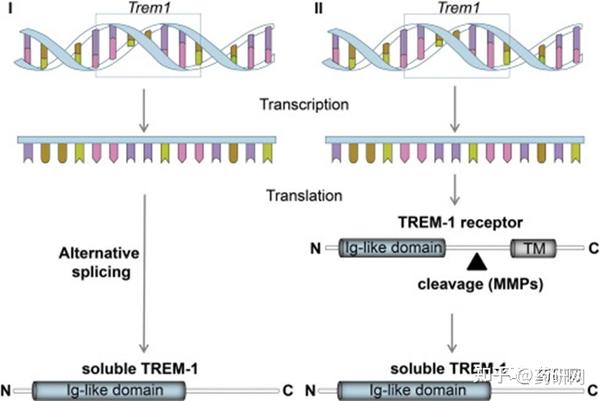 TREM1、TREM2丨髓系细胞表面受体的异军突起 - 知乎
