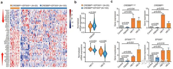 CREBBP/EP300突变通过FBXW7-NOTCH-CCL2/CSF1轴改变肿瘤相关巨噬细胞极化促进DLBCL进展 - 知乎