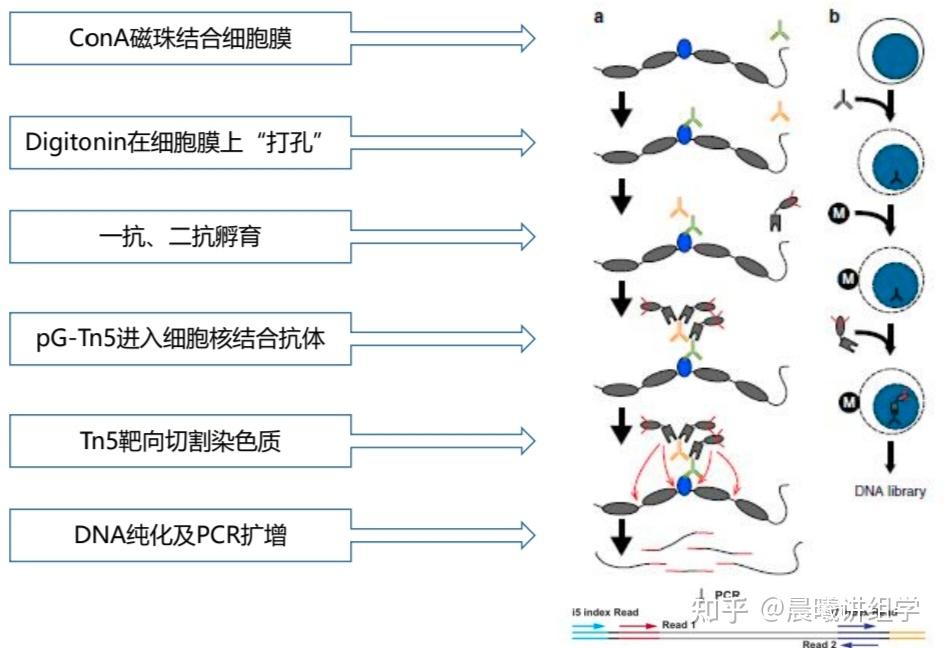 什么！？Cut&tag究竟是个怎样的技术？ - 知乎