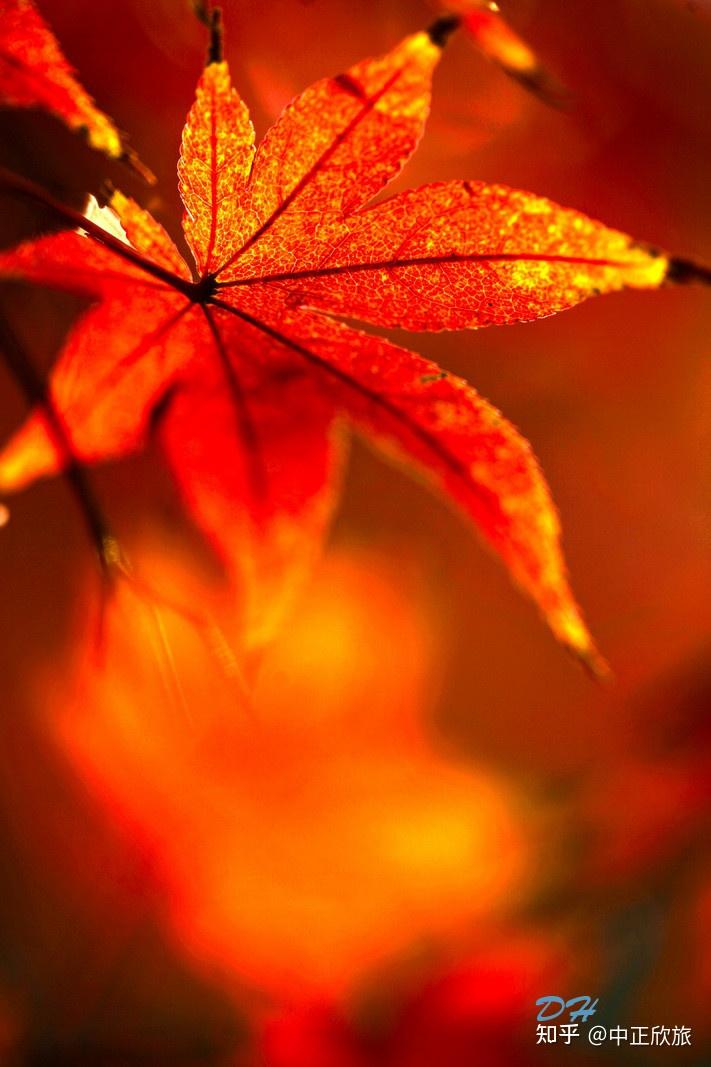 初红枫叶传奇 - 知乎