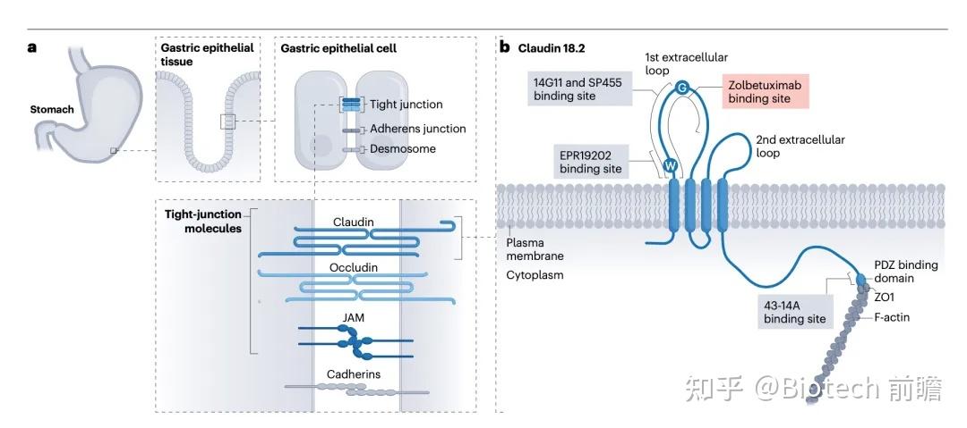 自然子刊丨治疗新靶点CLDN18.2综述 - 知乎