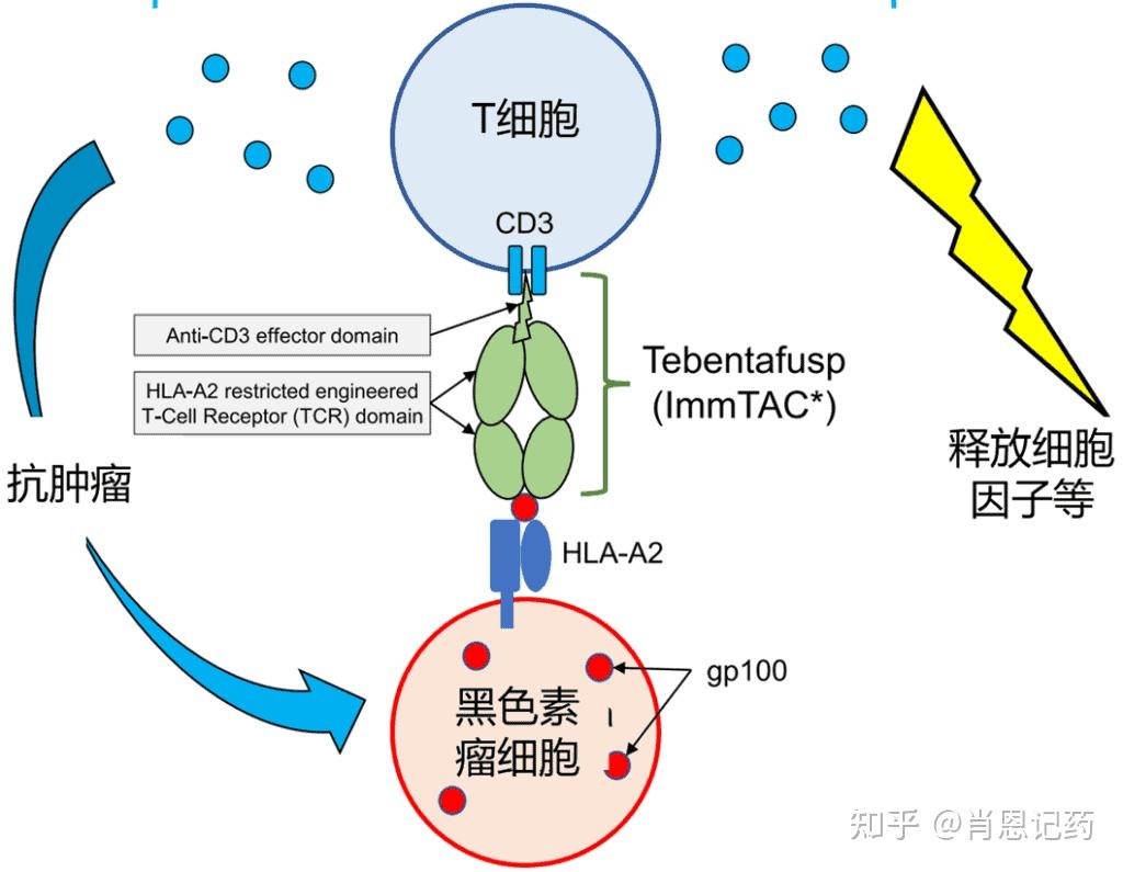 记住所有FDA生物药 | gp100×CD3 TCR双抗 | Tebentafusp 替本福司 | 葡萄膜黑色素瘤 - 知乎