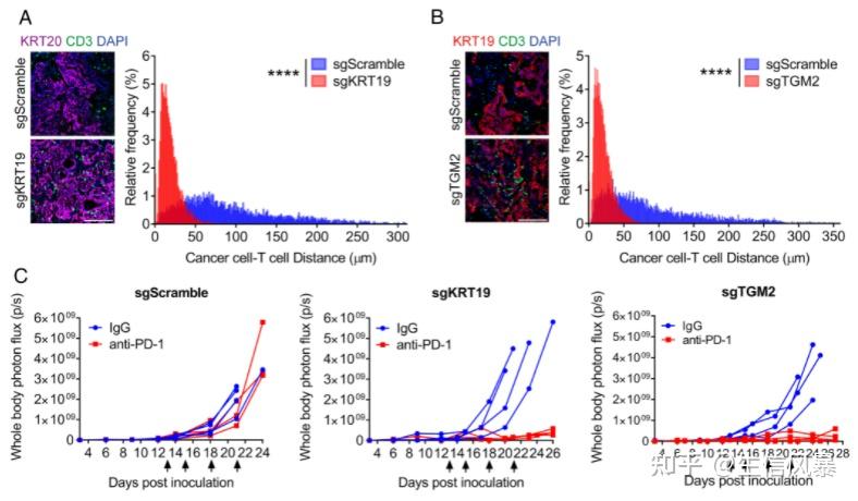 PNAS:癌细胞用CXCL12-KRT19涂层可以逃避癌症免疫攻击。 - 知乎