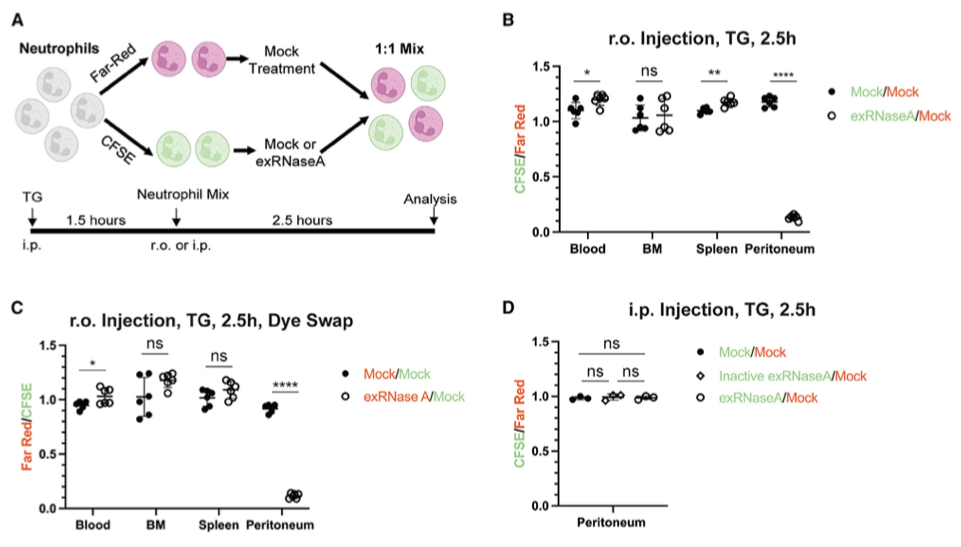 Cell丨细胞表面 RNA 控制中性粒细胞的招募 - 知乎