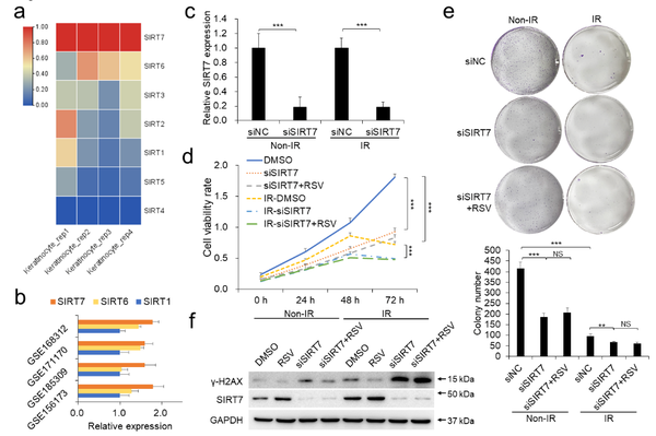 Cell Death Dis︱南方医科大学周良/马骊团队合作揭示白藜芦醇缓解放射性皮肤损伤的分子机制 - 知乎