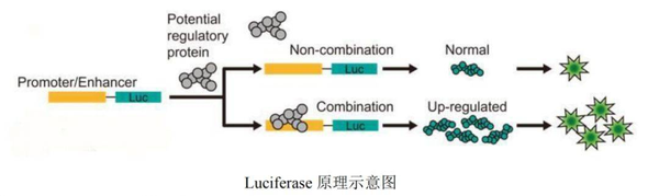 技术|Luciferase 报告基因系统方法及原理介绍 - 知乎