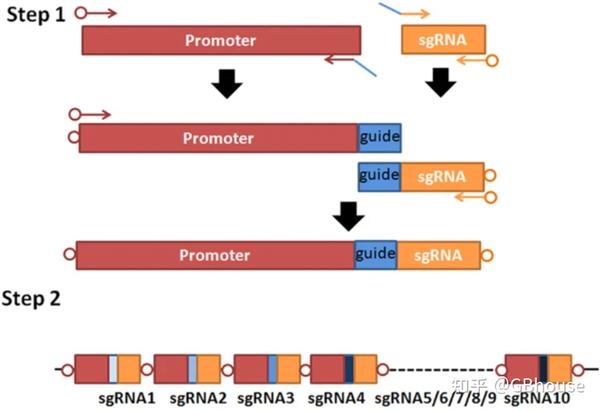 sgRNA实现细胞KO从引物设计到阳性细胞筛选-保证实用 - 知乎