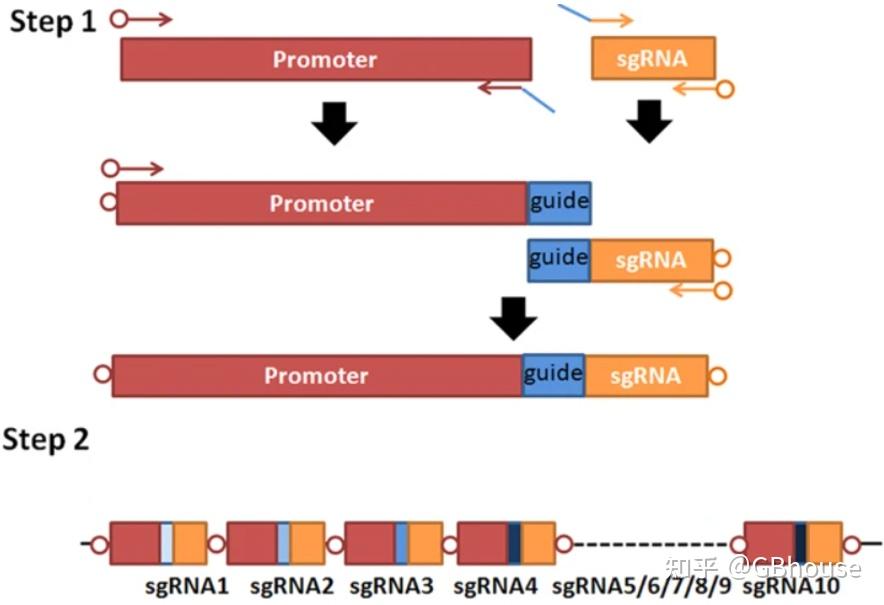 sgRNA实现细胞KO从引物设计到阳性细胞筛选-保证实用 - 知乎
