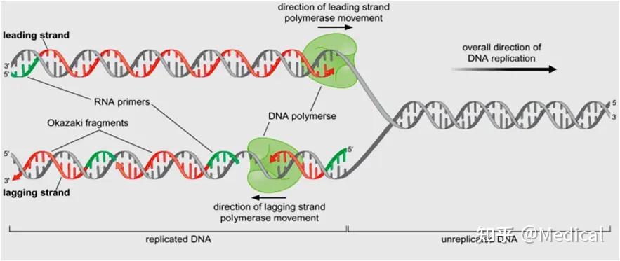 DNA的复制 - 知乎