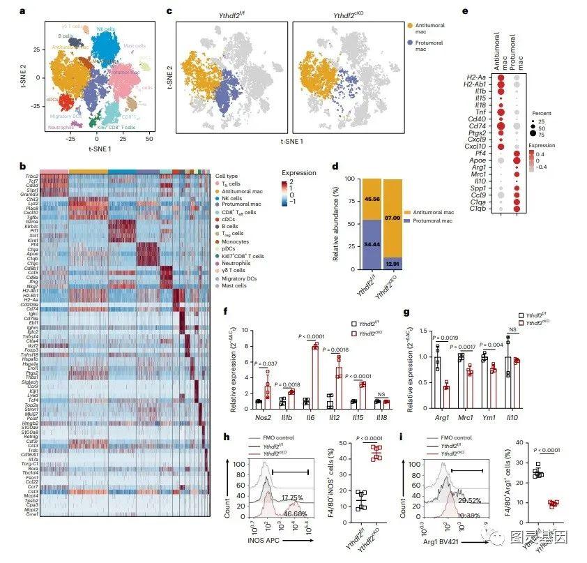Nat Immu | m6A阅读蛋白协调肿瘤相关巨噬细胞的重编程，控制抗肿瘤免疫力 - 知乎