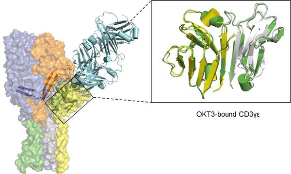 双抗热门靶点：CD3 - 知乎