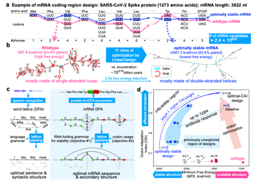 免疫原性增强128倍、11分钟找到最稳定序列，百度mRNA疫苗优化算法登上Nature - 知乎