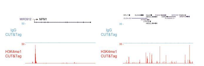 CUT&Tag：一种全新的研究DNA-蛋白质互作技术，一招教您解决ChIP-Seq带来的苦恼！ - 知乎