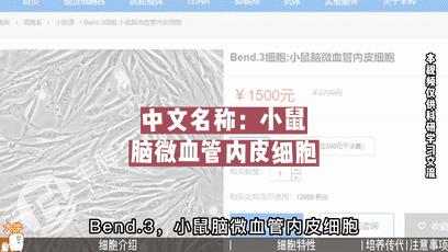Bend.3细胞培养，小鼠脑微血管内皮细胞培养攻略-丰晖生物 - 知乎
