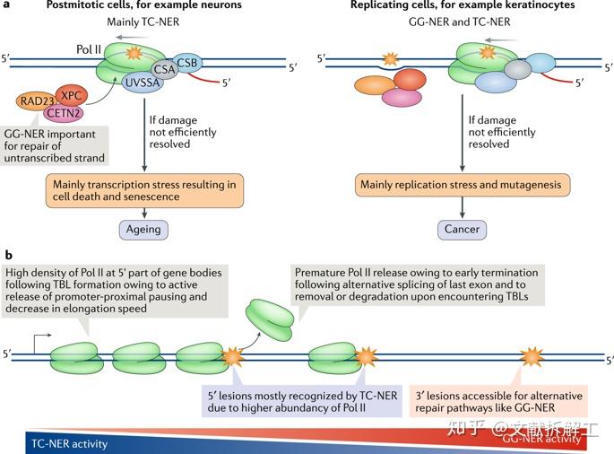 【Cell论文拆解】RNA聚合酶II通过泛素化降解调节其总体水平参与DNA损伤反应调控 - 知乎