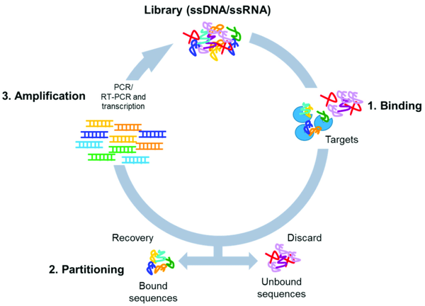 辉瑞/BNT（Pfizer/BioNTech） 和 莫德纳（Moderna） mRNA 疫苗的核酸设计思路 - 知乎