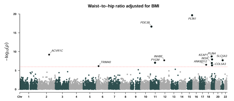 INHBE：减脂界冉冉升起的新星 - 知乎