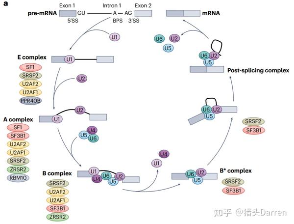 RNA剪接失调与癌症 - 知乎