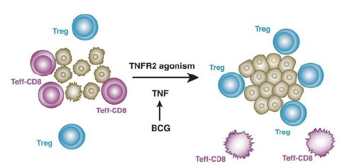 靶标 | 利用TNFR2拮抗剂消除肿瘤 - 知乎