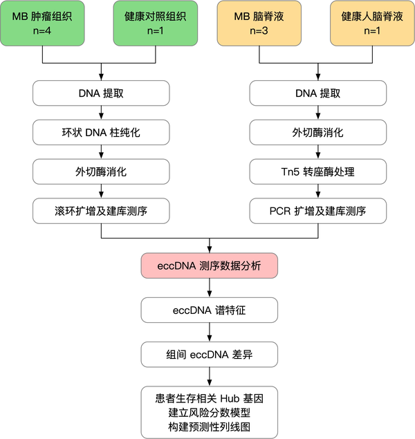 体液样品当中的环状 DNA 有什么用？云序助力揭示髓母细胞瘤脑脊液eccDNA 的分子标志物潜质 - 知乎