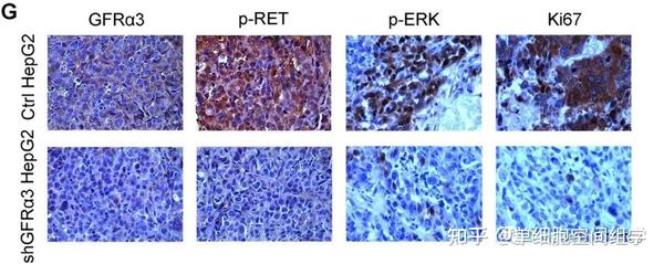TissueFAXS Cytometry-曹雪涛组潜在药物靶标研发CELL文章分享 - 知乎
