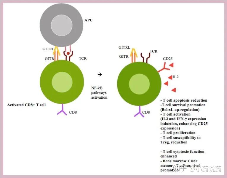肿瘤免疫治疗的新靶点：GITR的作用 - 知乎