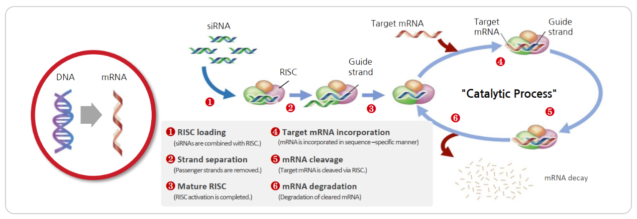 行研 | RNA时代加速？RNA赛道梳理 - 知乎