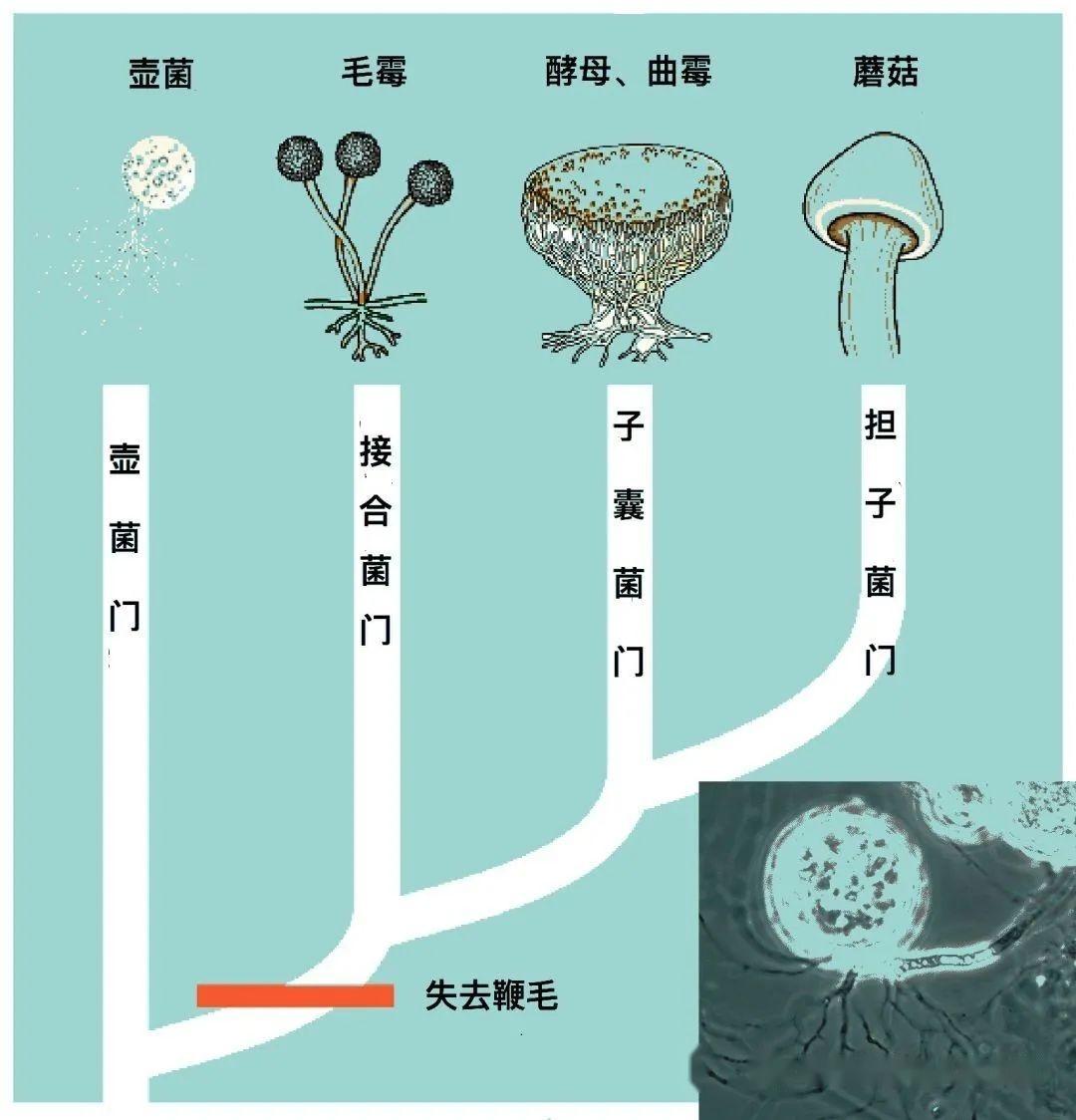 【真菌界全系列-63】真菌界—壶菌门 - 知乎