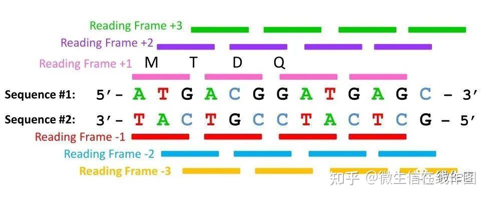 NCBI ORFfinder结果在线可视化 - 知乎