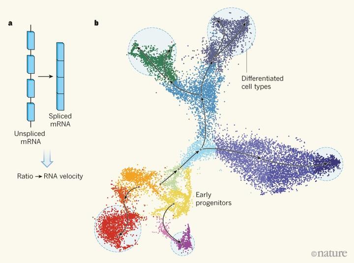 单细胞测序小白笔记（八）-RNA Velocity - 知乎