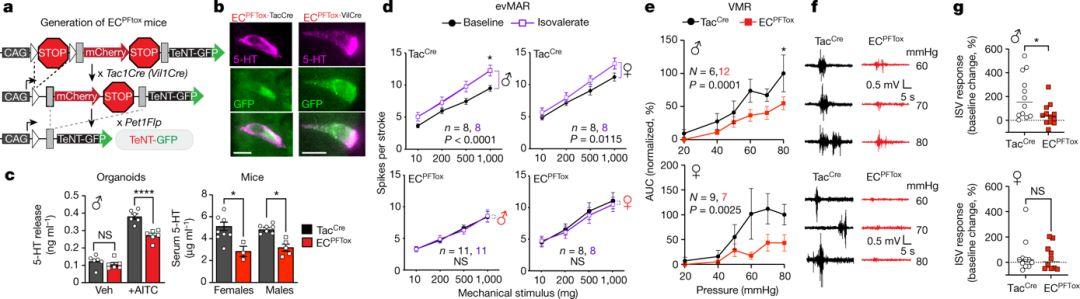 Nature：诺奖得主聚焦“脑肠轴”，内脏痛和焦虑肠道驱动神经机制 - 知乎