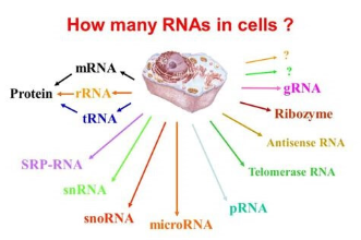 细胞质和细胞核RNA提取试剂盒高分文章鉴赏 - 知乎