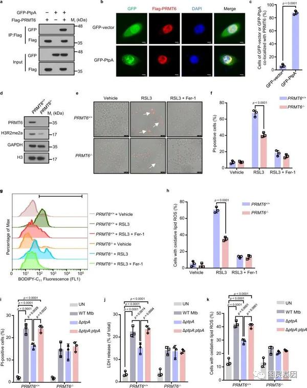 Nat Comm | 中科院美女科学家团队发现病原体诱导宿主细胞铁死亡机制 - 知乎