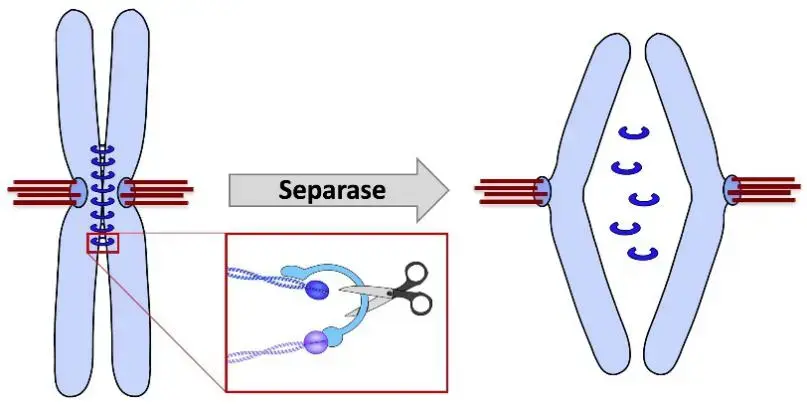 教科书级的工作丨Nature“双响炮”论文揭开分离酶在程序性细胞死亡及其活性调节新机制 - 知乎