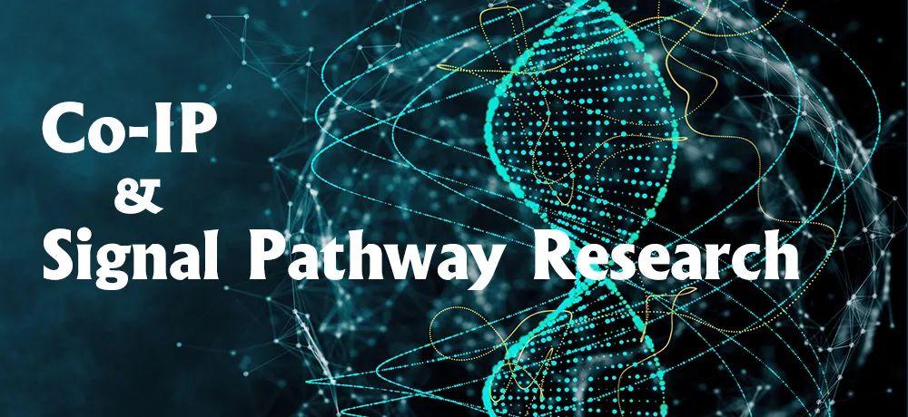 Co-IP与信号通路研究 - 知乎