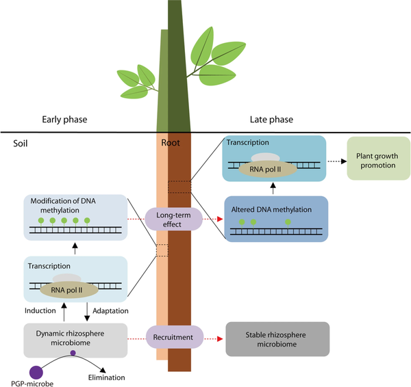 Microbiome | 南农沈振国/蒋建东团队研究揭示表观遗传修饰在植物-微生物互作中的长期影响！ - 知乎