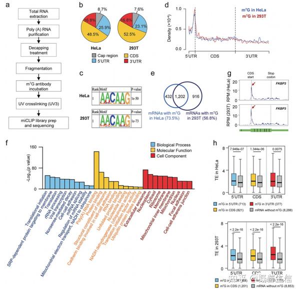 生信分析知道m6A还不够,m7G这个热点get了吗？ - 知乎