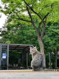 MMClassification with Cifar10 & mmcls1.x【OpenMMLab 实战营 Enhanced Assignment1】 - 知乎