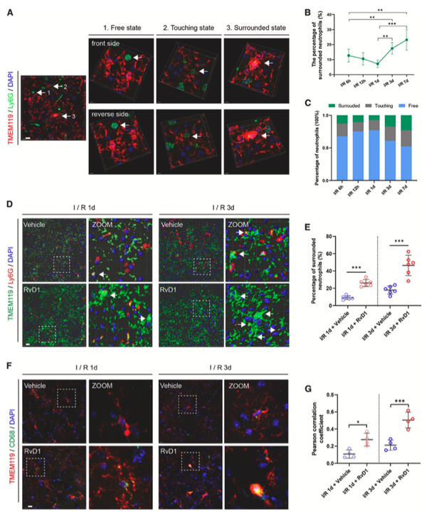 Cell Reports 丨Resolvin D1 重编程能量代谢促进小胶质细胞吞噬缺血性脑卒中后的中性粒细胞 - 知乎