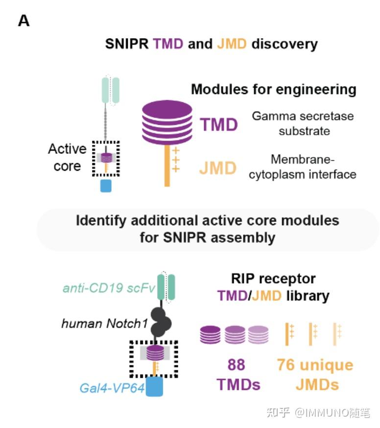 Cell重磅：合成受体“开关”助力细胞治疗，可切割受体模块化设计精准调控基因表达 - 知乎